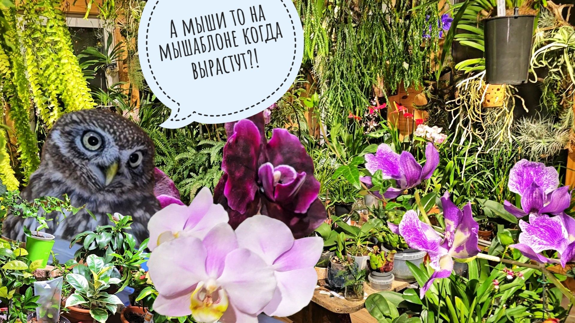Зимнее цветение орхидей в совиной оранжерее. Чего там сыч Лучик ...