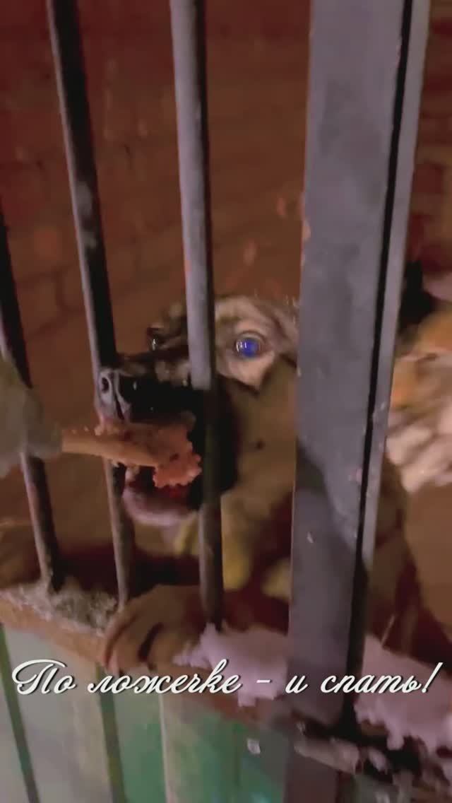 "Сытых снов!" ❥ Приют в Малинках