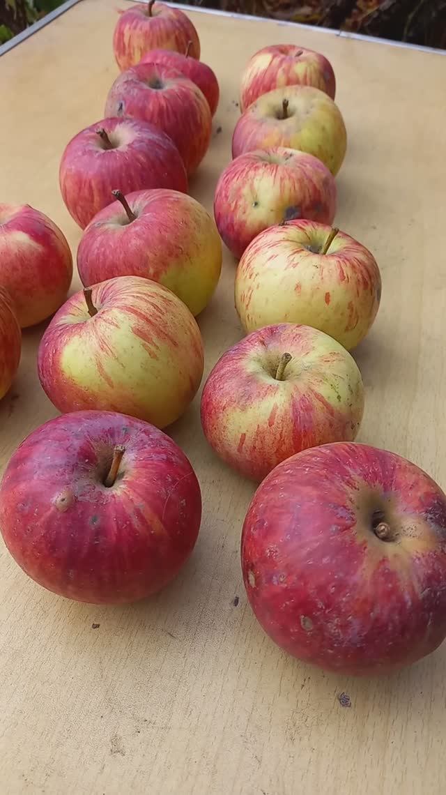 ЯБЛОНЯ ЛУЧШИЙ СОРТ САД, ДАЧА, УСАДЬБА