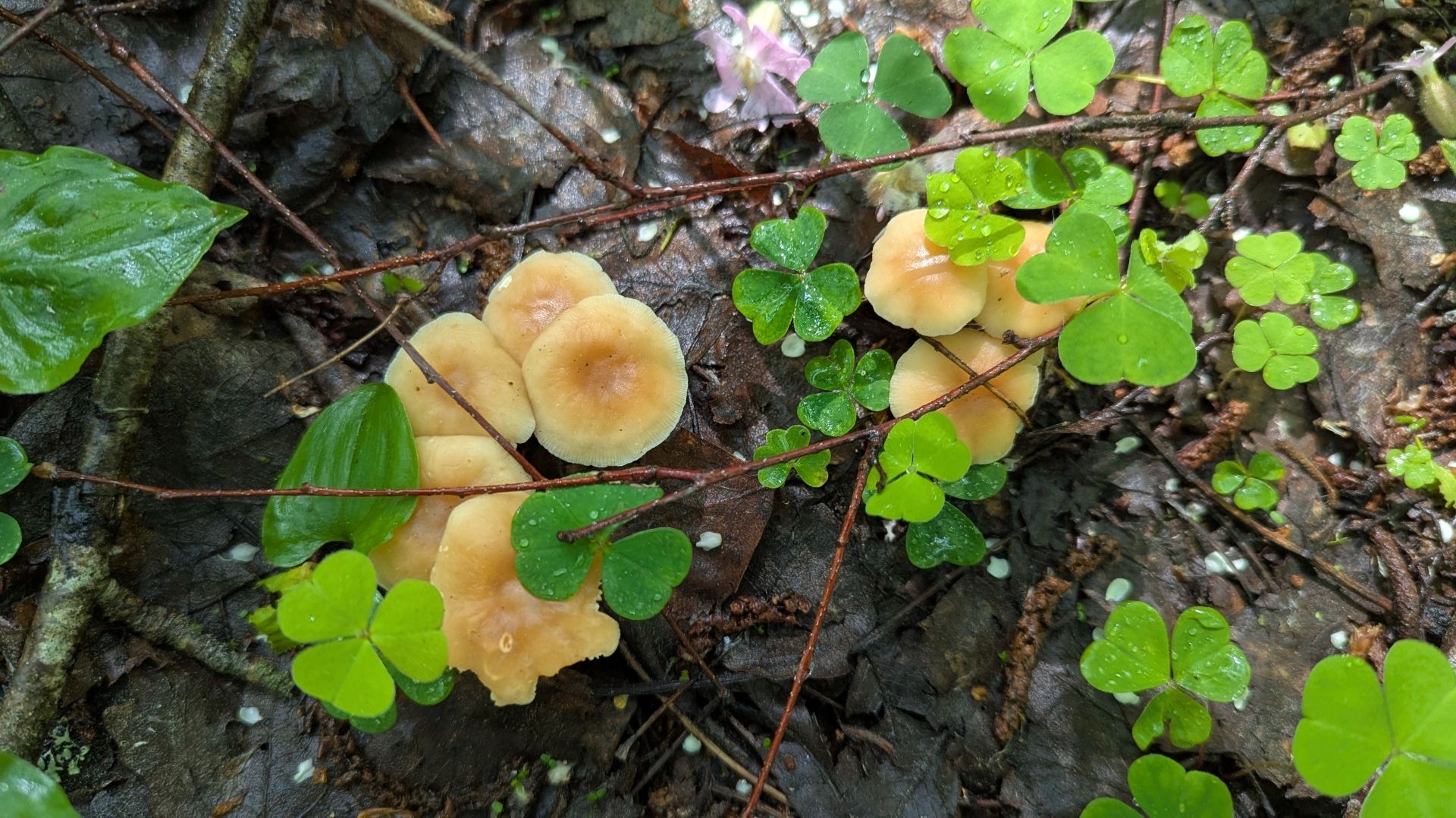 Коллибия лесолюбивая (Gymnopus dryophilus). Как выглядит гриб на месте произрастания.