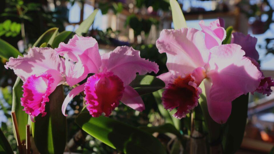 Зимние каттлеи Cattleya trianae  и Cattleya percivaliana