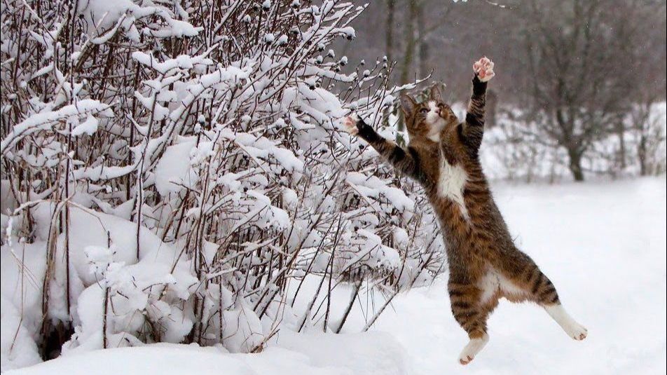 ЗАБАВНАЯ РЕАКЦИЯ ЖИВОТНЫХ НА  ПОГОДУ