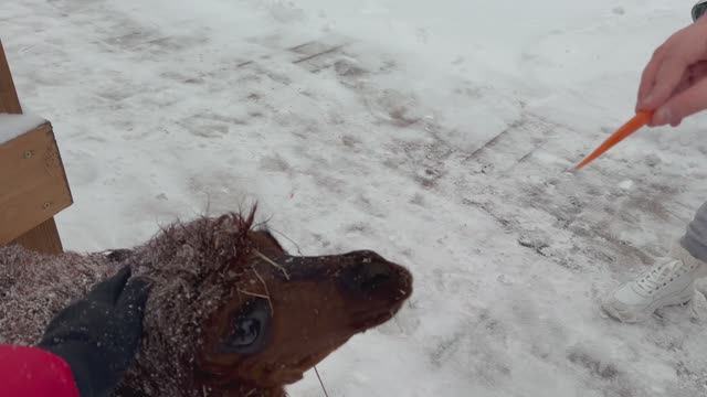 Новогодние праздники 2026 в Омске. Парк Альпак , Парк Победы , Парк птичья гавань