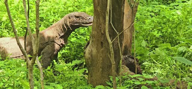 Вараны острова Комодо самые огромные в мире 2-3 метра, Индонезия