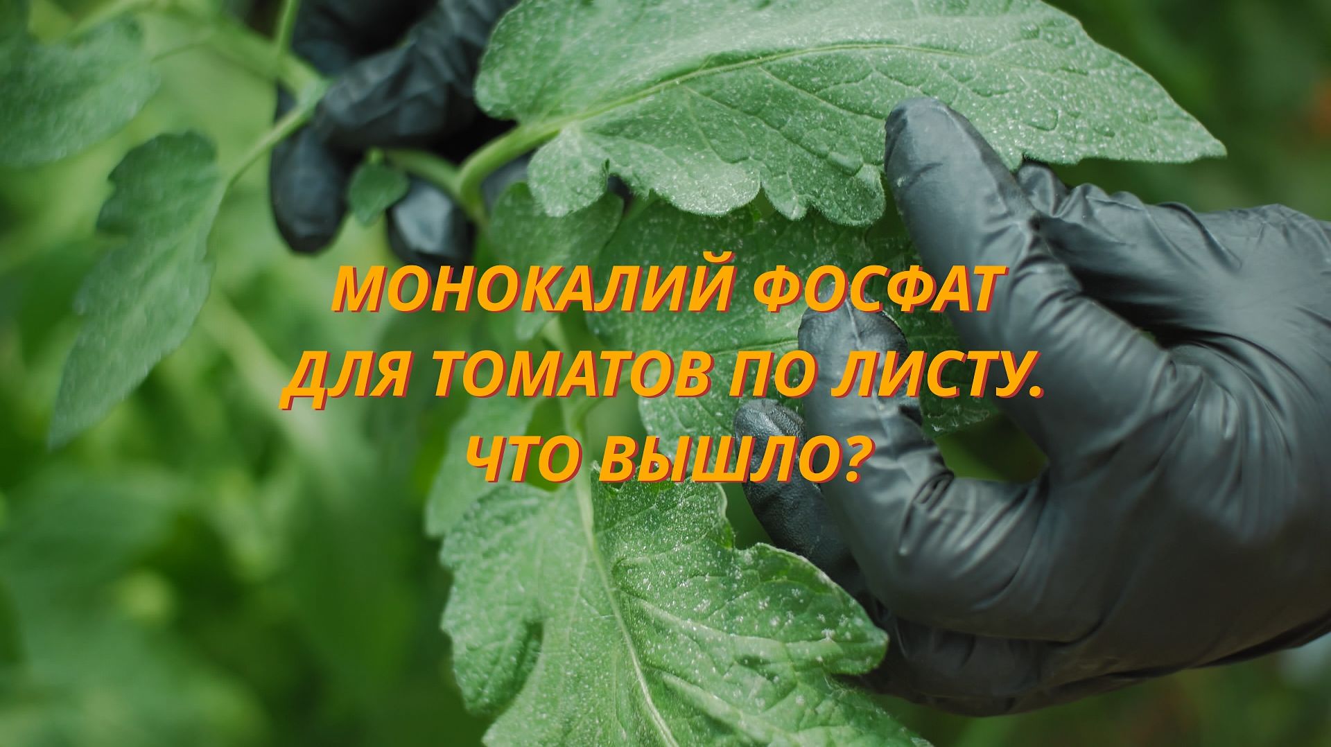 Монокалий фосфат для томатов в начале плодоношения