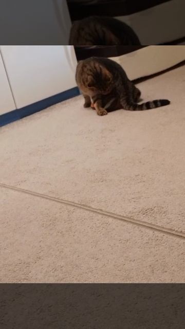 Барсик играется с мячиком