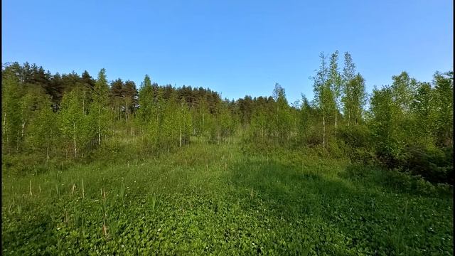 2025.06.04. Сестрорецкое болото. Ч.3