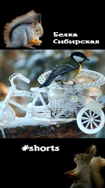 Синица упорхнула