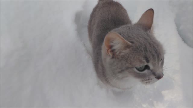 Рассказ о зиме.