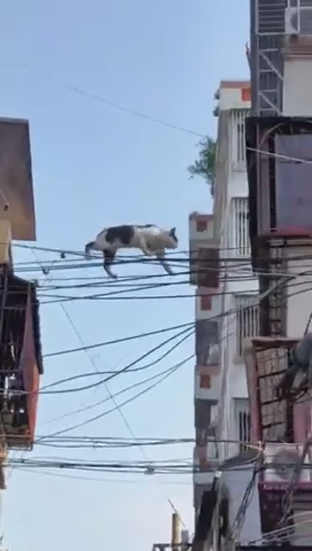 Миссия выполнима...😸