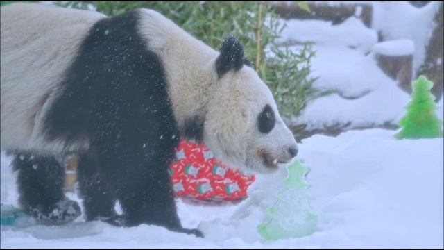 🐼 Подарок по погоде!