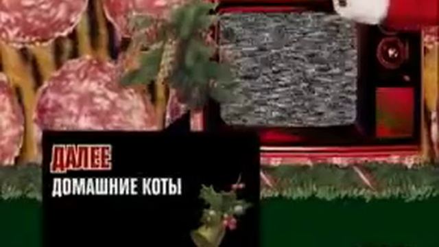 Дальше - Домашние коты (31.12.09 - 01.01.10)