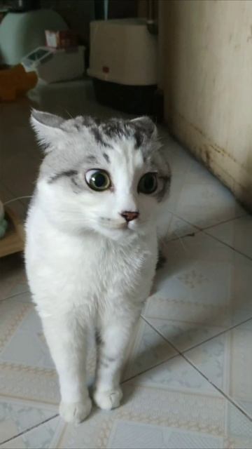 Смешные коты #102-1