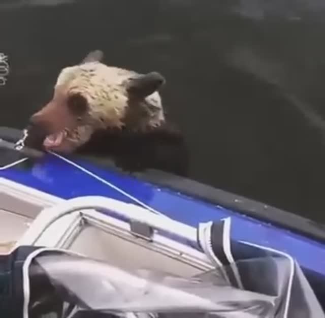 Спасли Медвежонка 🐻 на рыбалке.