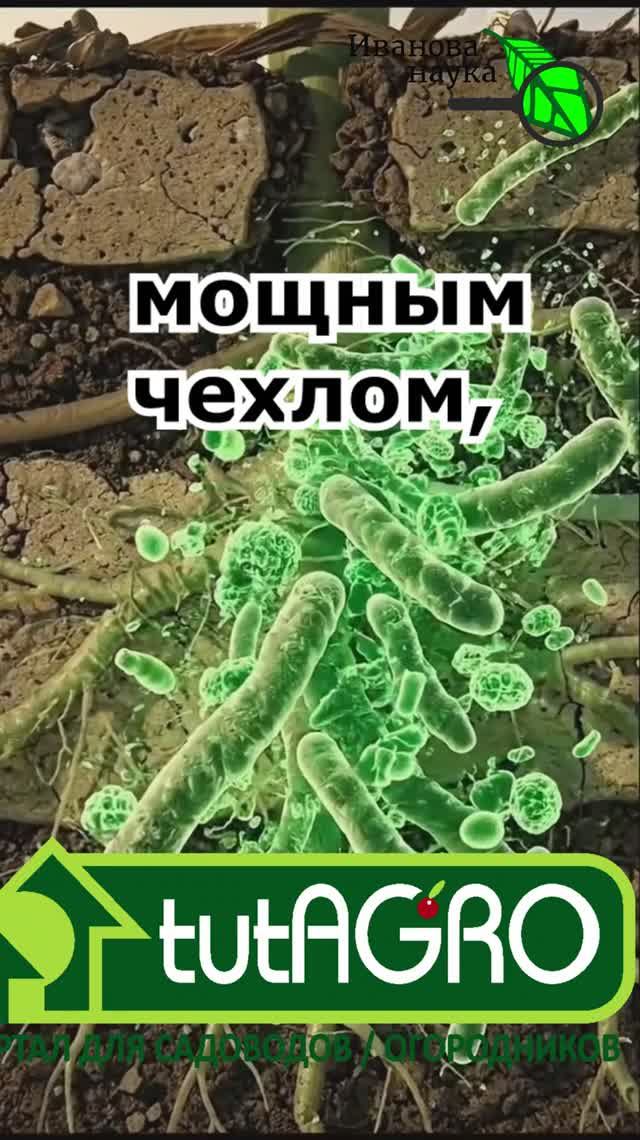 Зачем нужна Триходерма в саду, огороде и теплице.