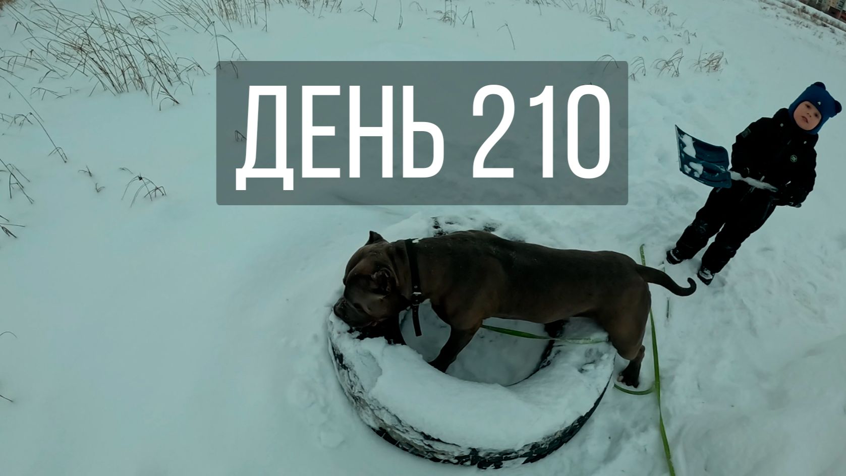 День 210