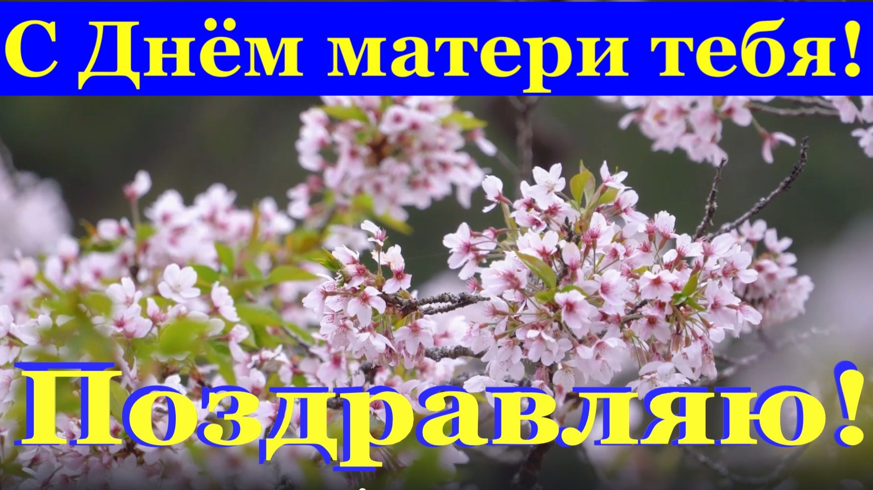 Любимая мамочка с Днём матери тебя! День мамы поздравление!