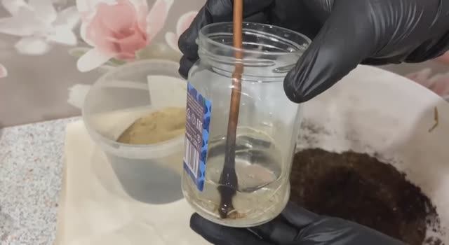 Посадка лозы винограда Лидия 6 января 2026