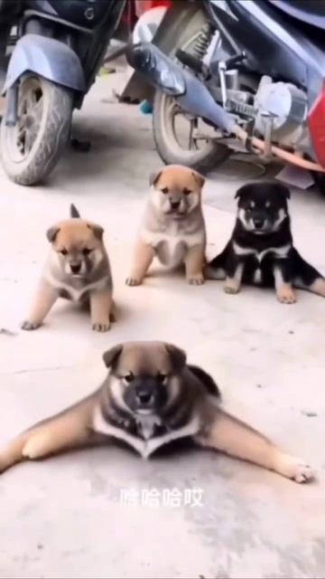 Миленькие собачки! #мегакаролина #суперкаролинашоу #юмор #прикол #ржака #рекомендации #тикток #топ