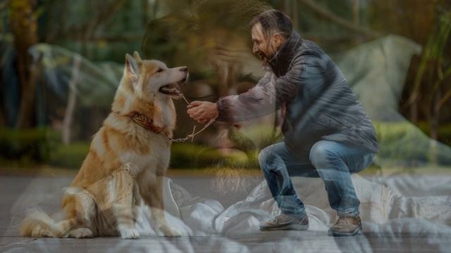 Сон с собаками: как они помогают?