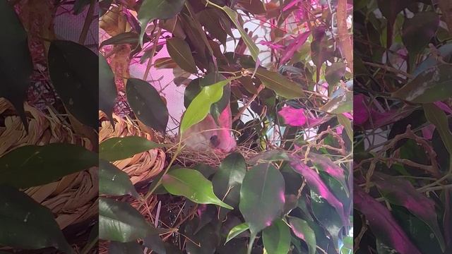 Кормление птенца бриллиантовой горлицы