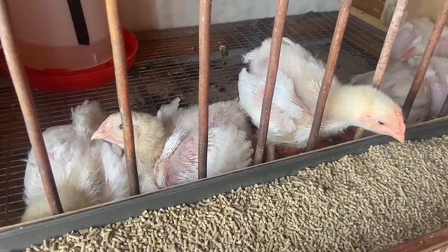 Нашим бройлерам 21 день. 4 июня 2025