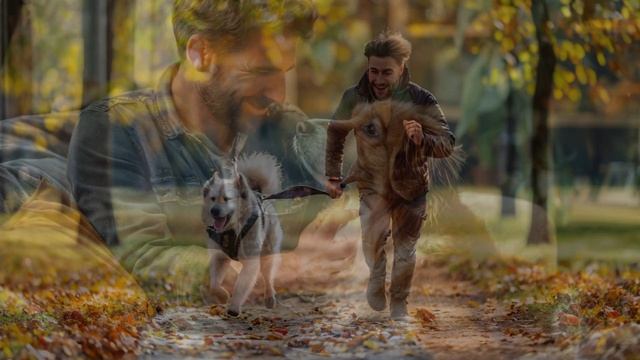 Эмоциональное восстановление с собаками: как они помогают?