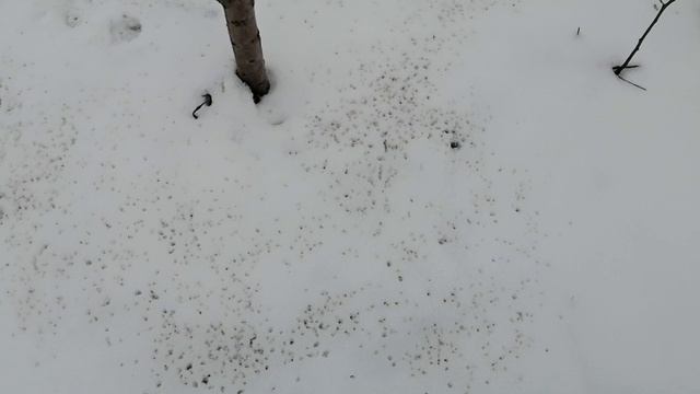 Как без перекопки удобрить деревья зимой.