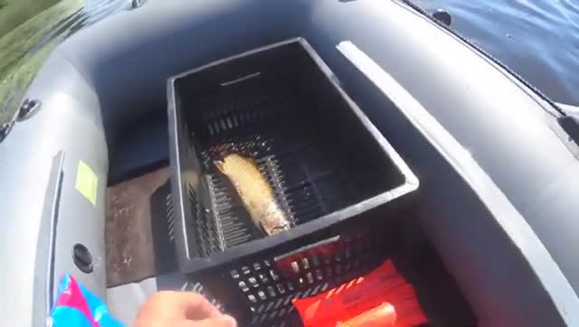 Рыбалка на той стороне!Загнал её вёслами в сеть!Дед научил как это делать!