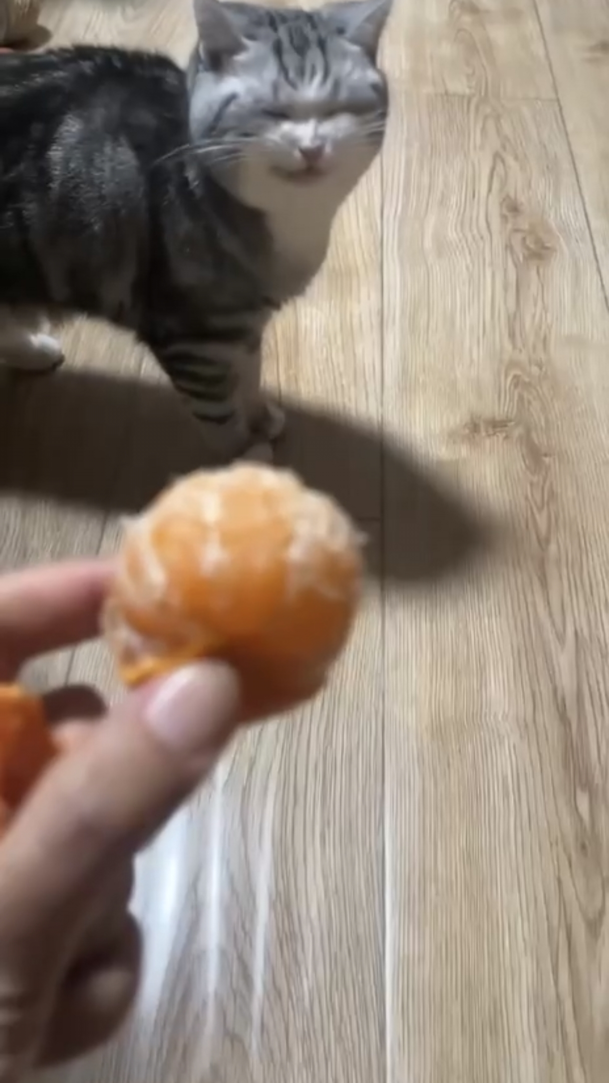 Хочешь мандаринку? 😼