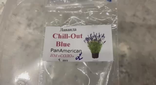 Лаванда Чилаут Блю. Стратификация семян в холодильнике. 2 января 2026