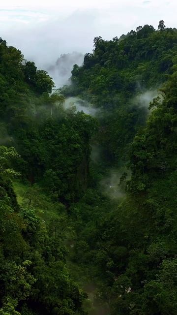 Зелёная Индонезия🌳