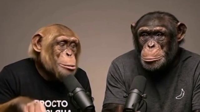 Что думают обезьяны про людей