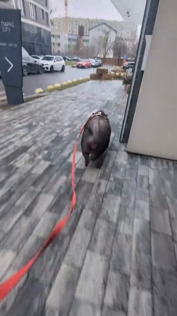 Бежит дела решать