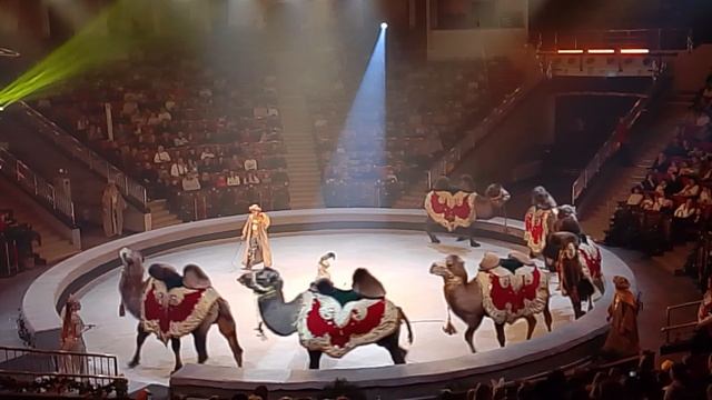 верблюды в цирке-1001 песенка