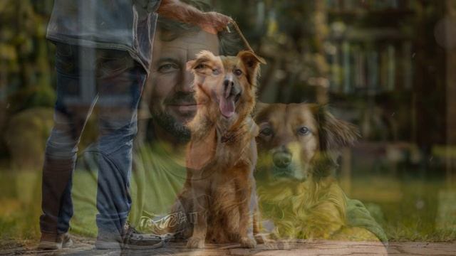 Настроение с собаками: как они помогают?