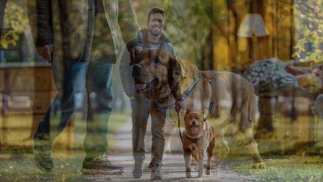 Общее самочувствие с собаками: как они помогают?