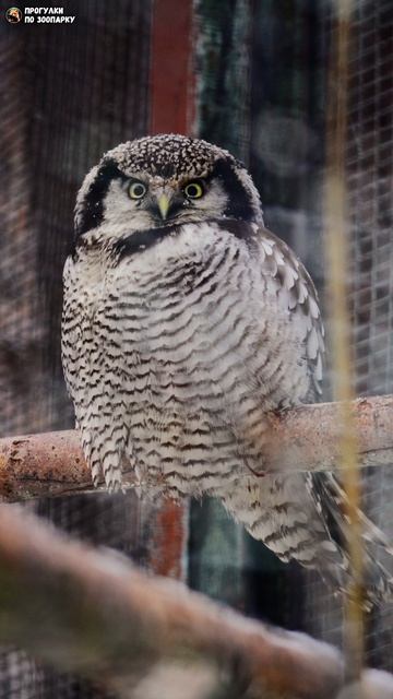 Ястребиная сова под снегопадом. Ленинградский зоопарк