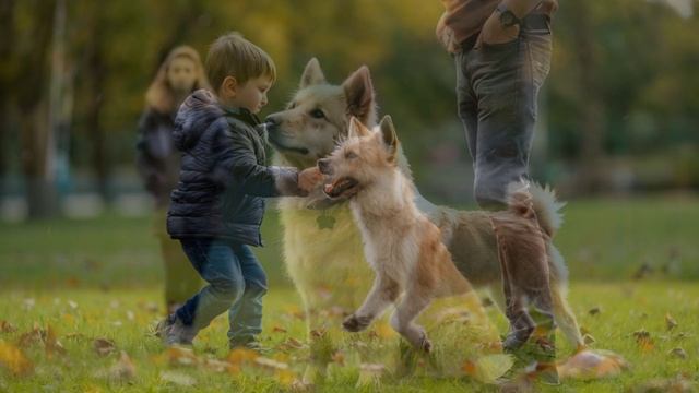 Коммуникативные навыки с собаками: как они помогают детям?