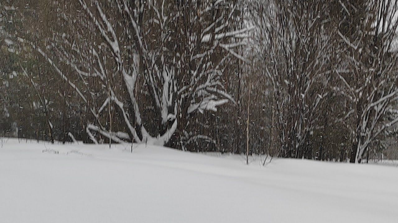БОЖИЙ ПОКОЙ / МОЛИТВА ЗА НАРОДЫ В ЛЕСУ ❄️🙏