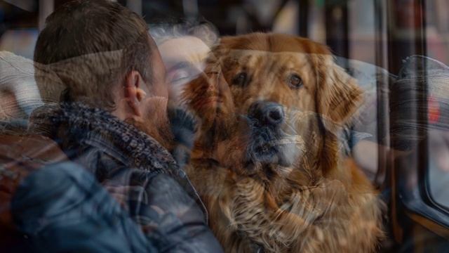 Преодоление фобий с собаками