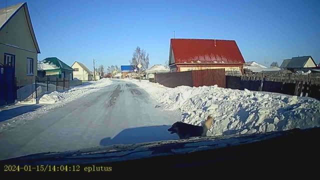 Собака лаяла