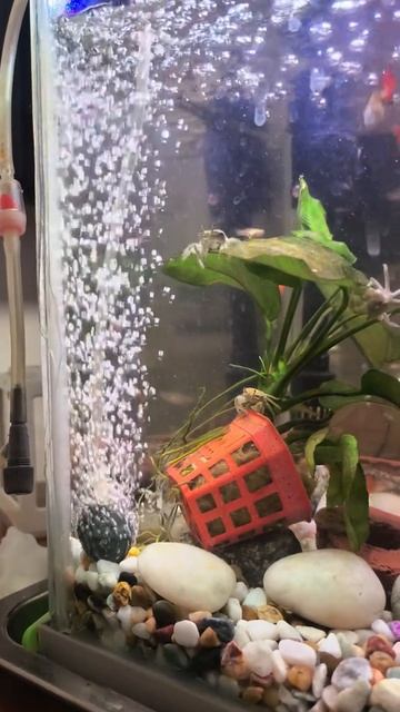 Развлекаются