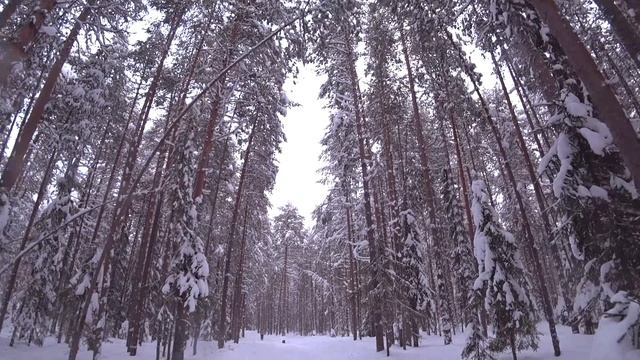 Ухта. Прогулка по шудаягскому лесу в канун Рождества.