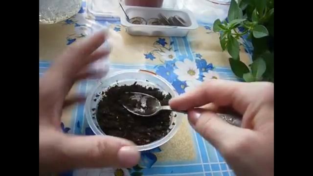 2109. (2026 г ) Посев баклажана традиционным, но с секретом, способом.Видео прошлых лет,ВПЛ.