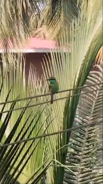 Королевская птичка