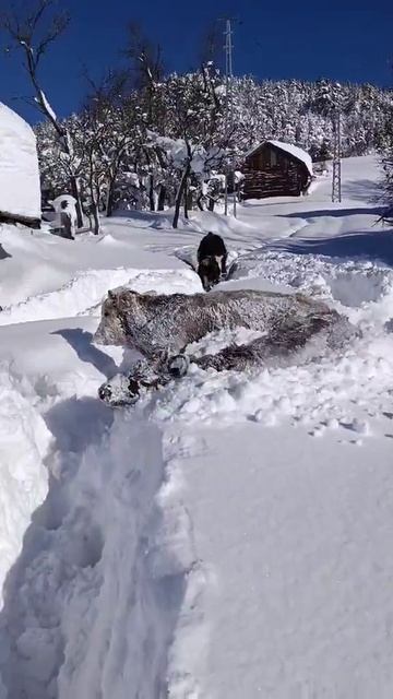 Коровы резвятся в сугробах в провинции Кастамону, Турция