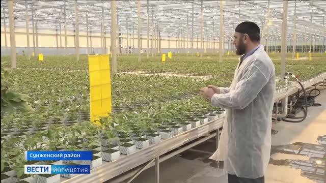 Будущий урожай Ингушетии под контролем специалистов Россельхознадзора