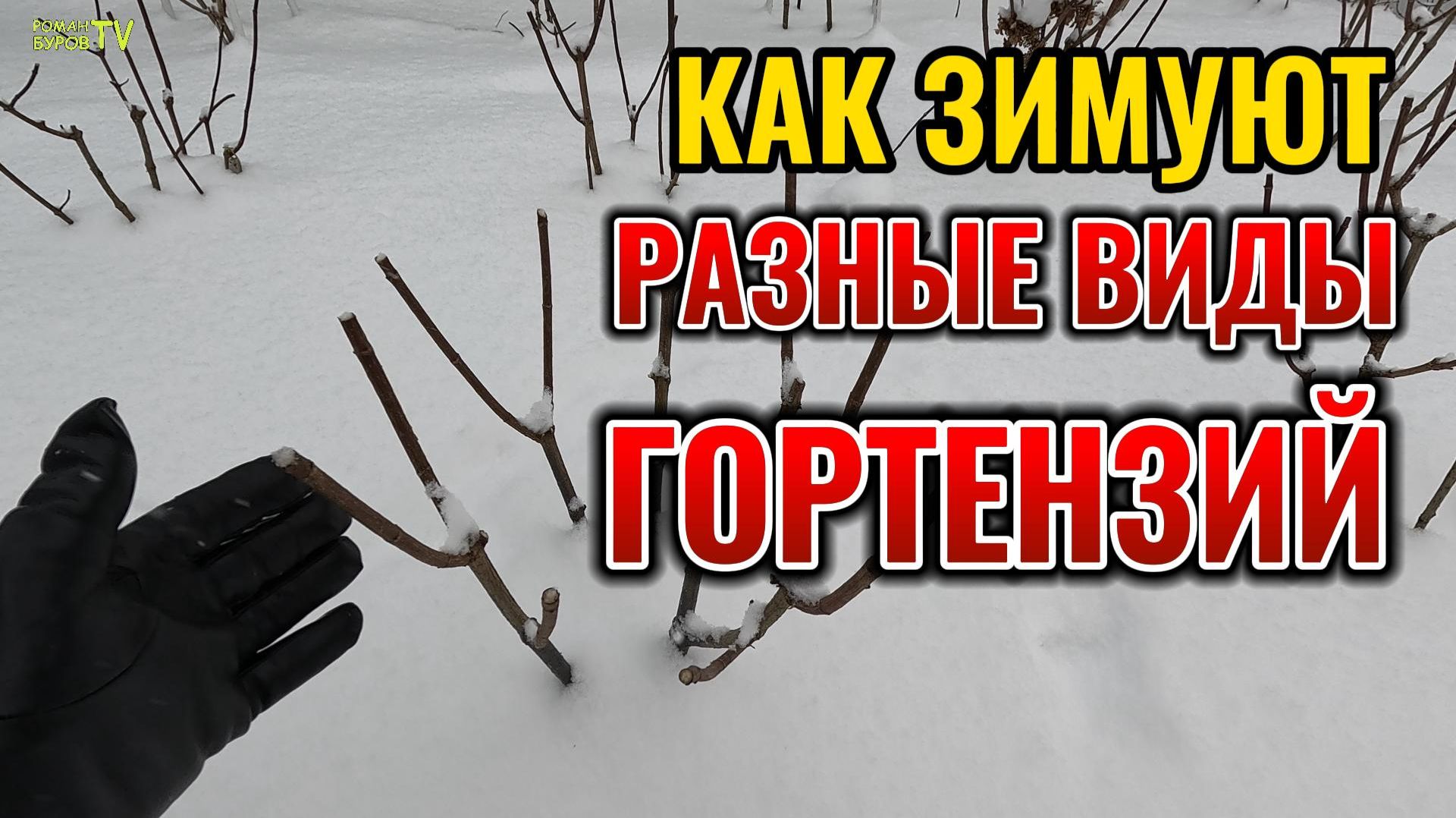 Что нужно разным видам гортензии для хорошей зимовки? Метельчатая, древовидная и крупнолистная