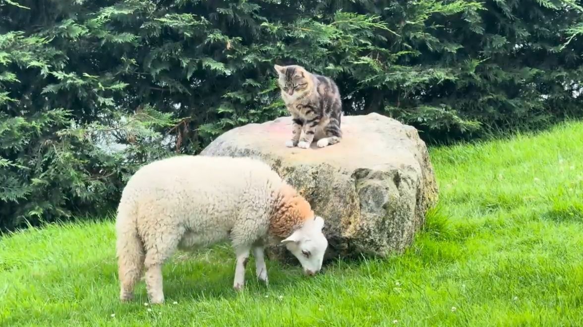 Борьба за место под Солнцем между котом и овцой на камне